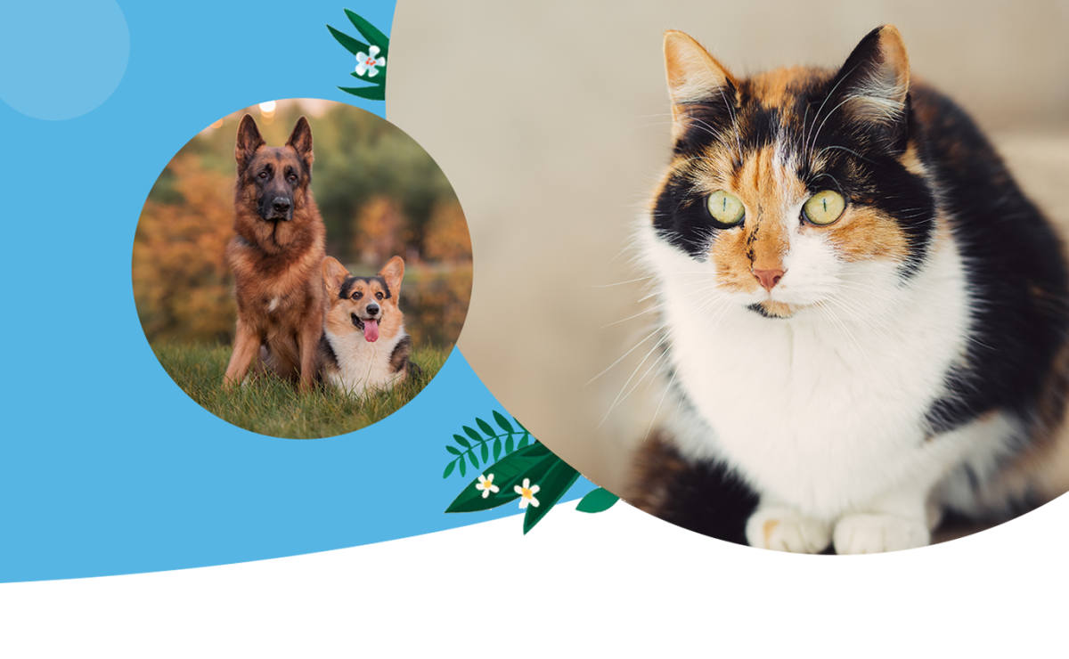 Career - Vet in Vallejo | Bayside Veterinary Hospital